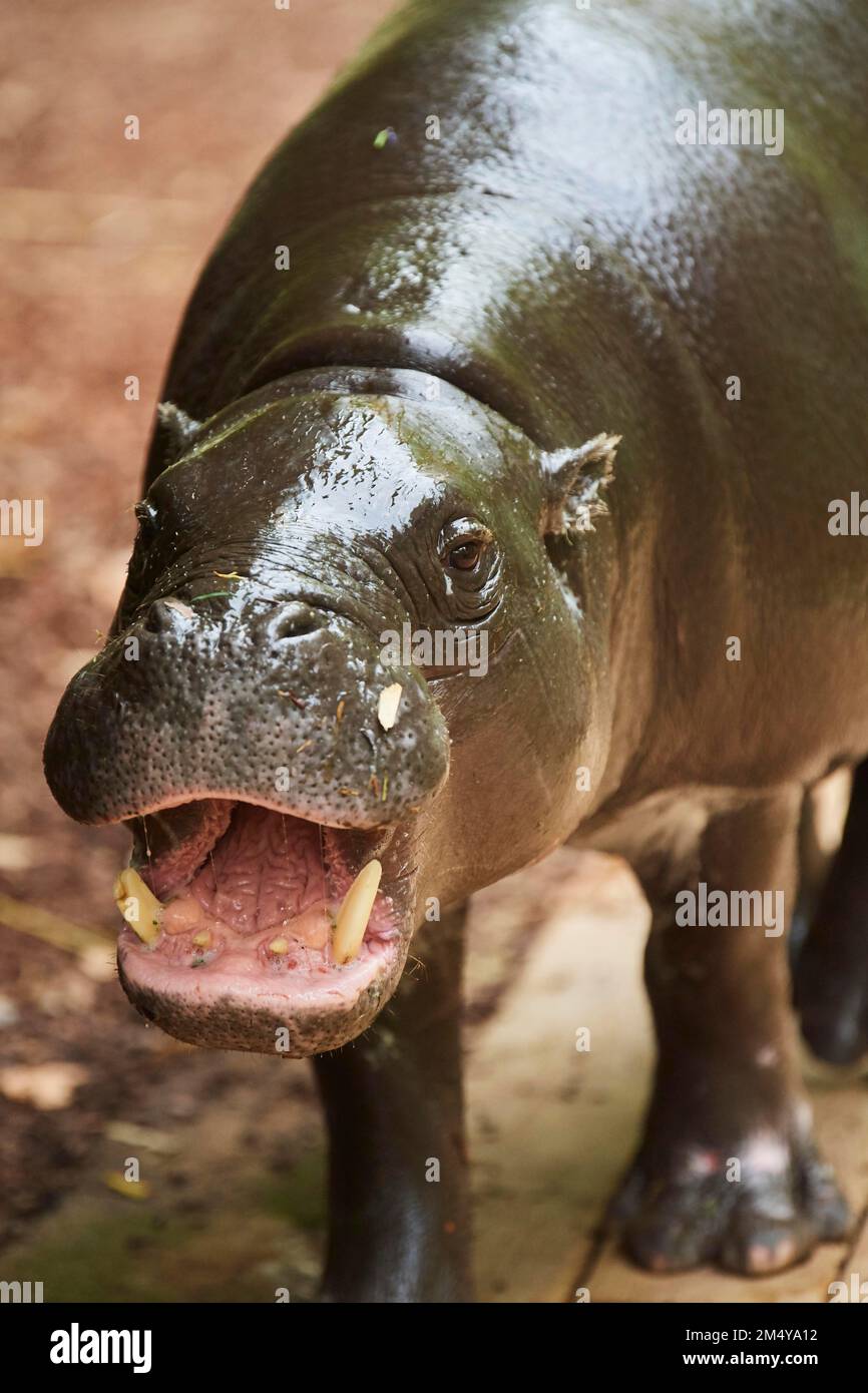 Pygmy hippopotamus (Choeropsis liberiensis), portrait, captive, Spain ...