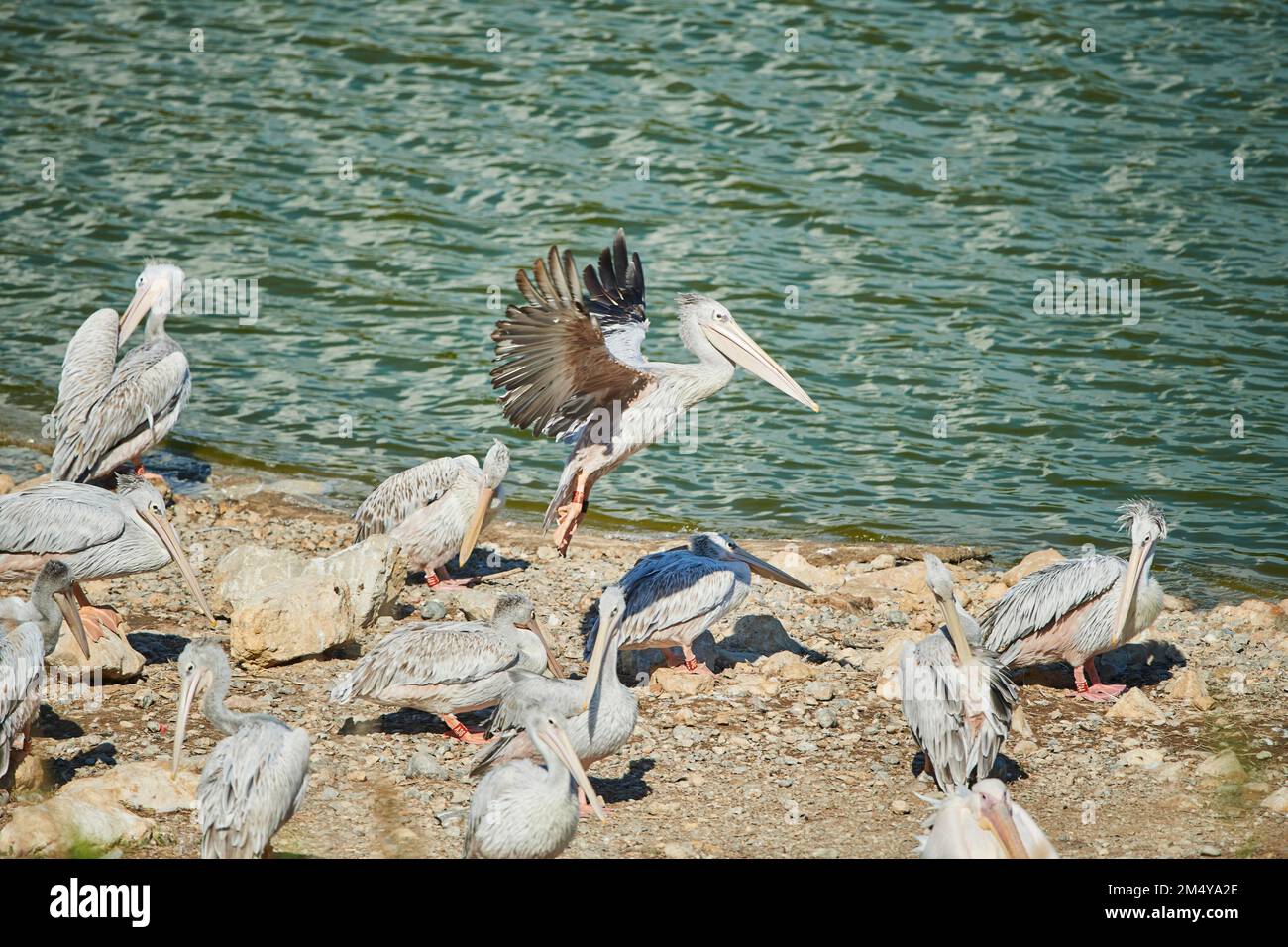 Great white pelican (Pelecanus onocrotalus) flying on the shore of the ...