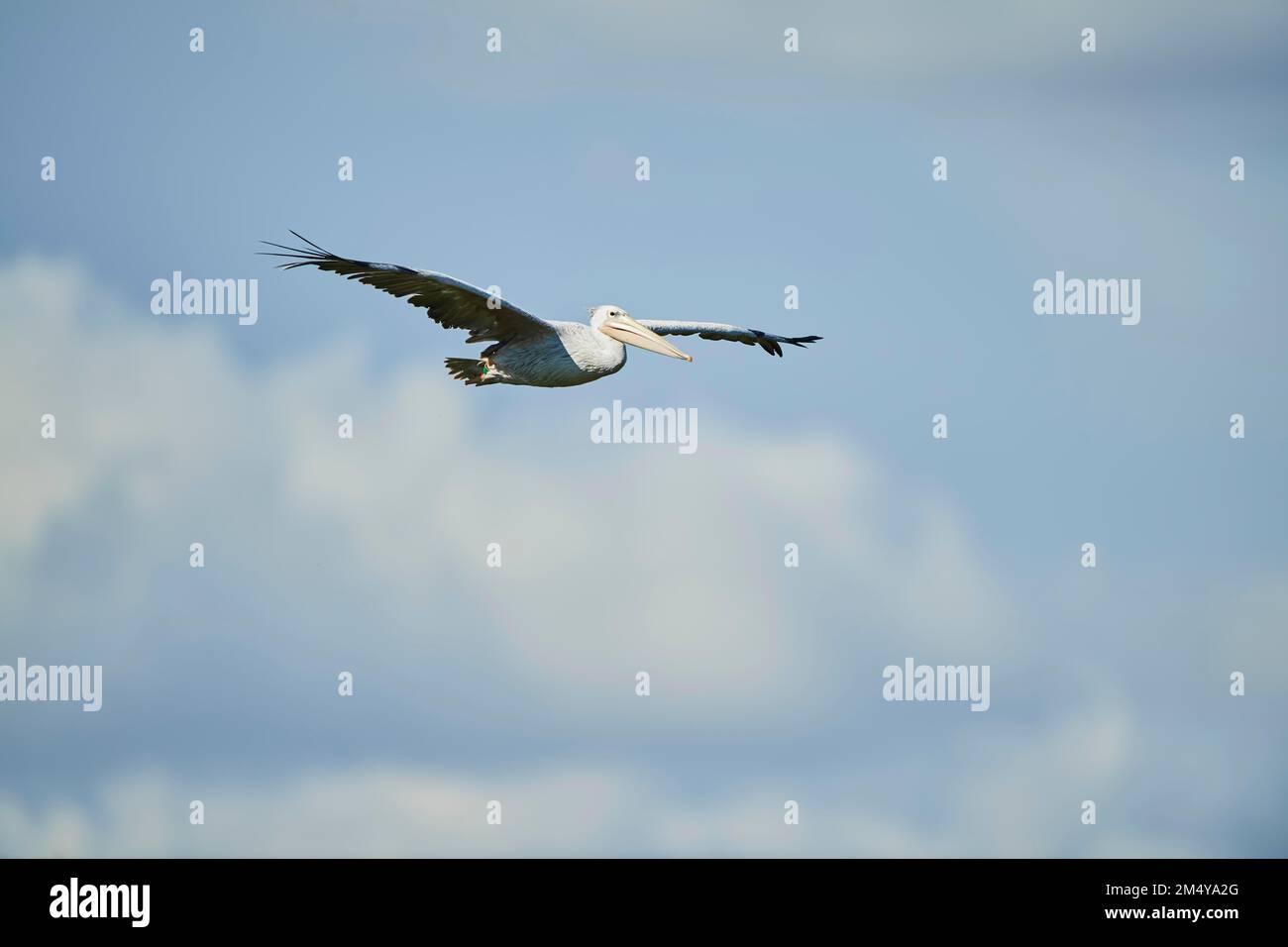 Great white pelican (Pelecanus onocrotalus) flying in the sky, France ...