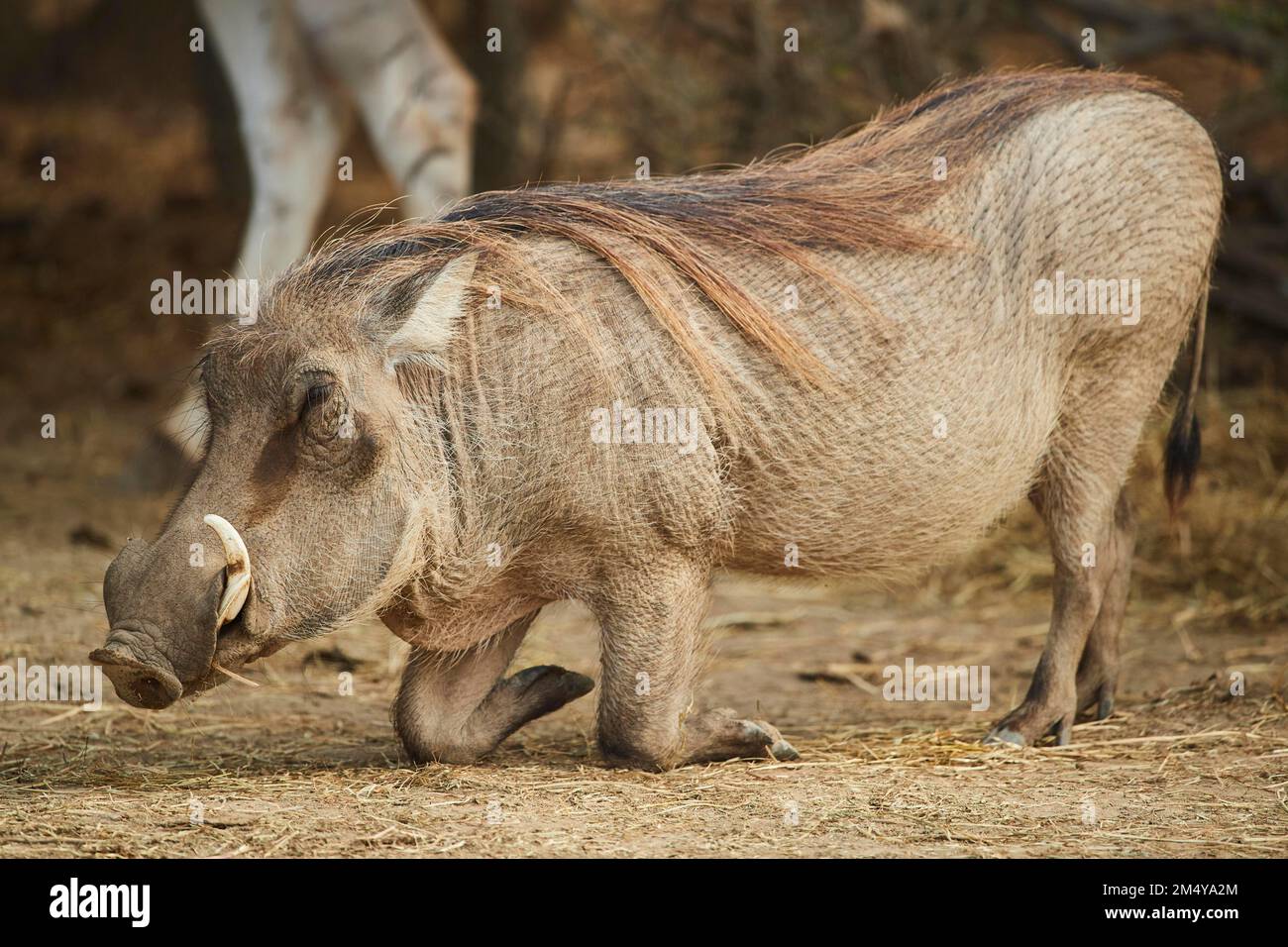 Common warthog (Phacochoerus africanus), kneeling in the dessert ...