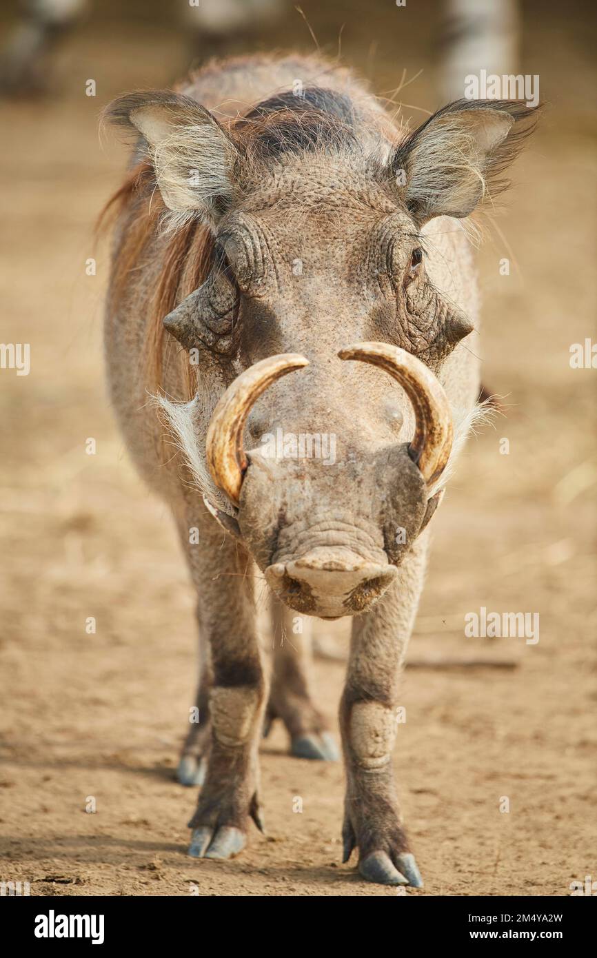 Common warthog (Phacochoerus africanus), walking in the dessert ...