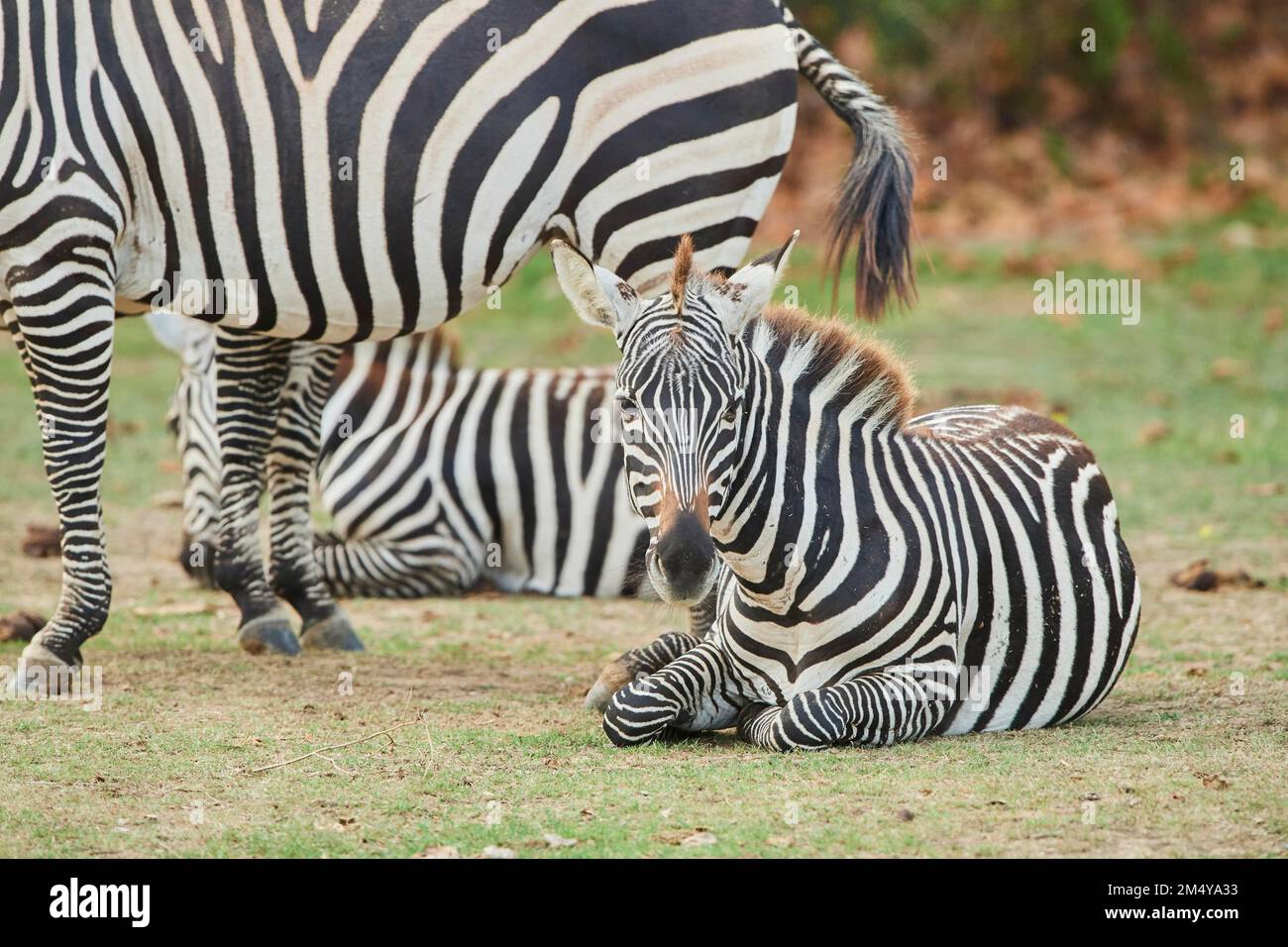 Plains zebra (Equus quagga) lying in the dessert, captive, distribution ...