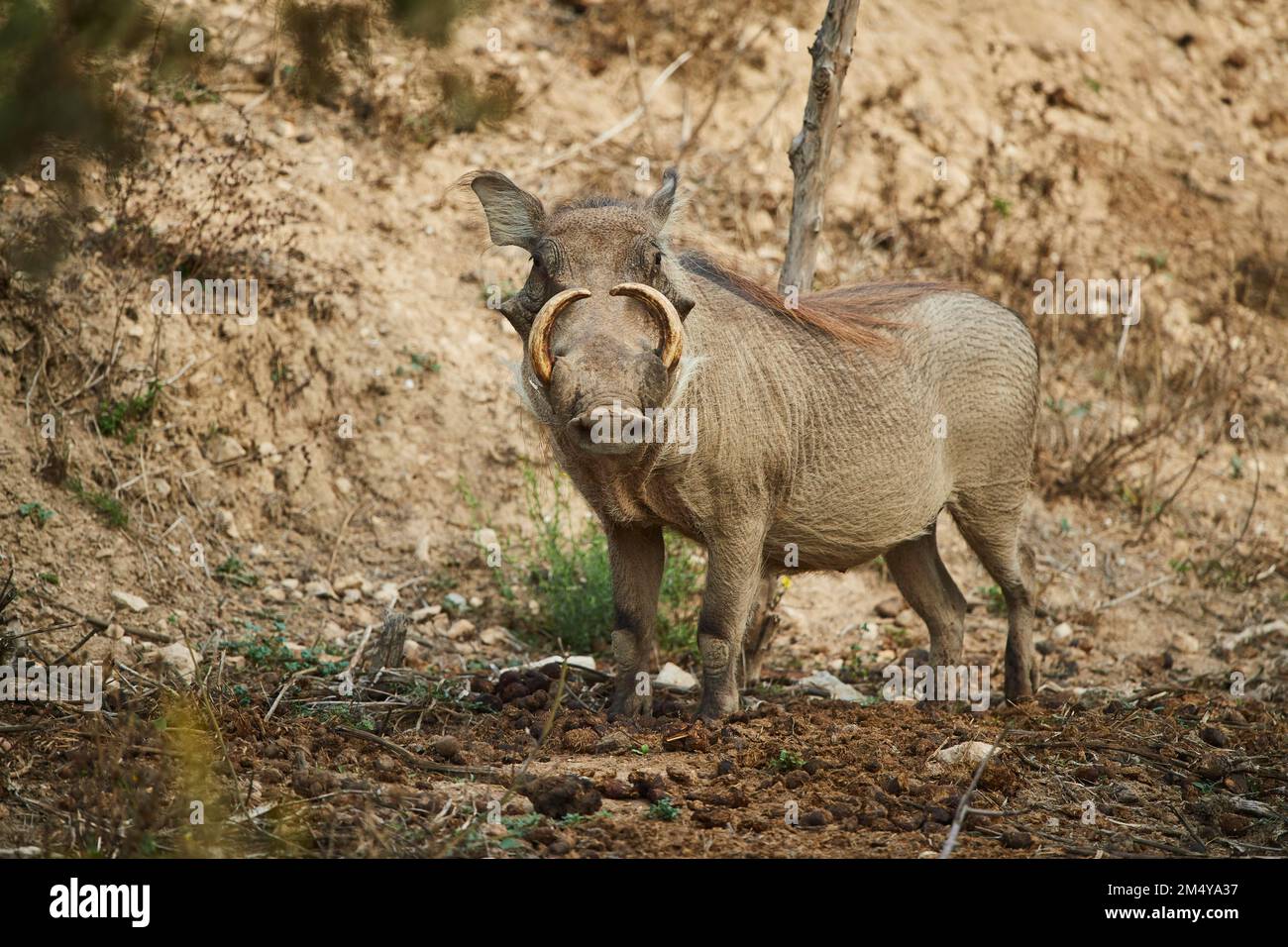 Common warthog (Phacochoerus africanus), walking in the dessert ...