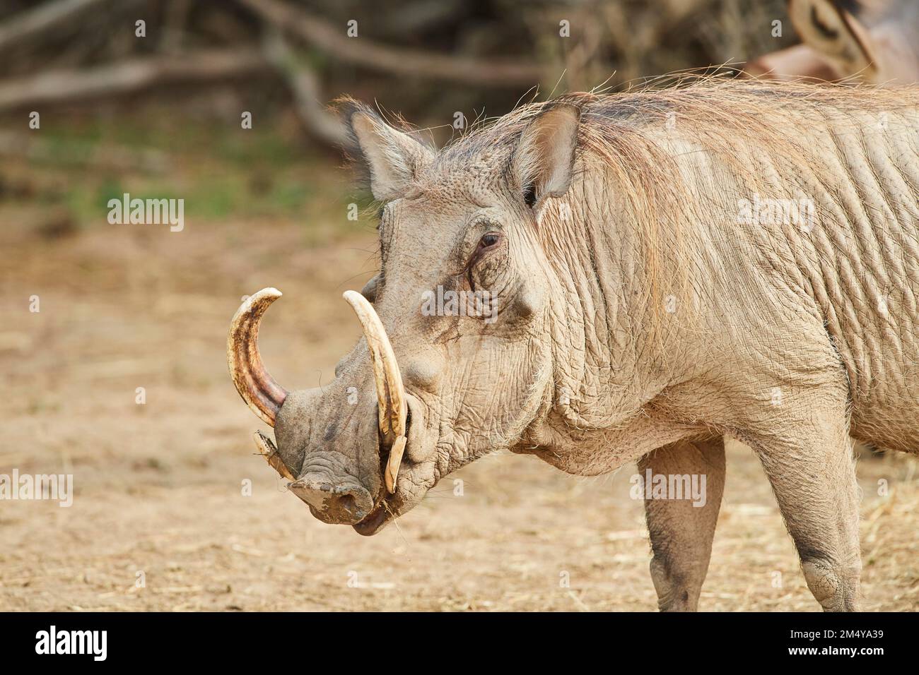 Portrait of a Common warthog (Phacochoerus africanus), walking in the ...