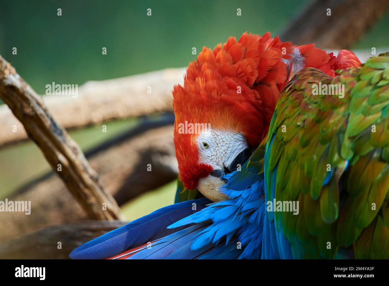 Scarlet macaw (Ara macao), portrait, captive, distribution Central and ...