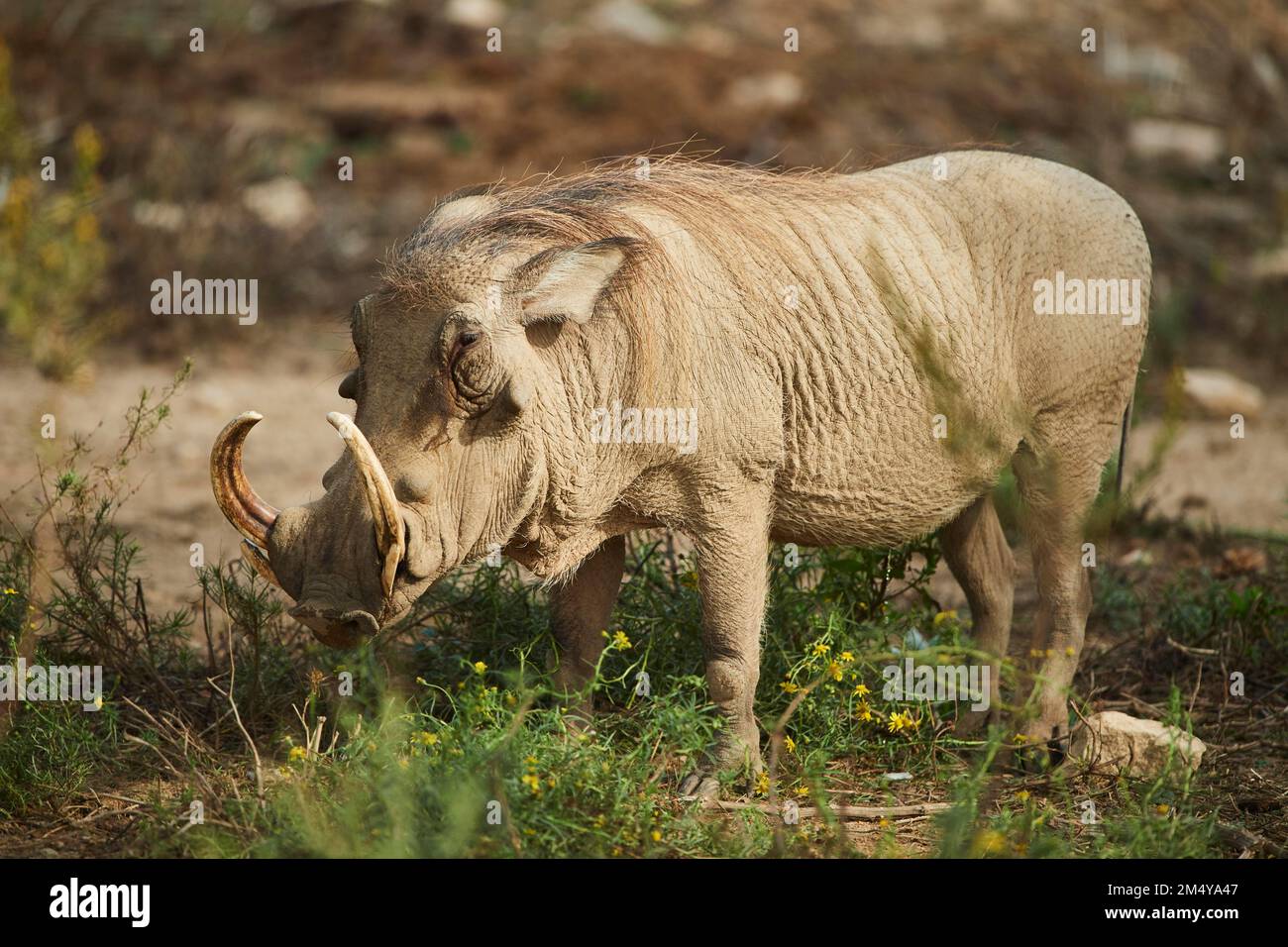 Warthogs walking hi-res stock photography and images - Alamy