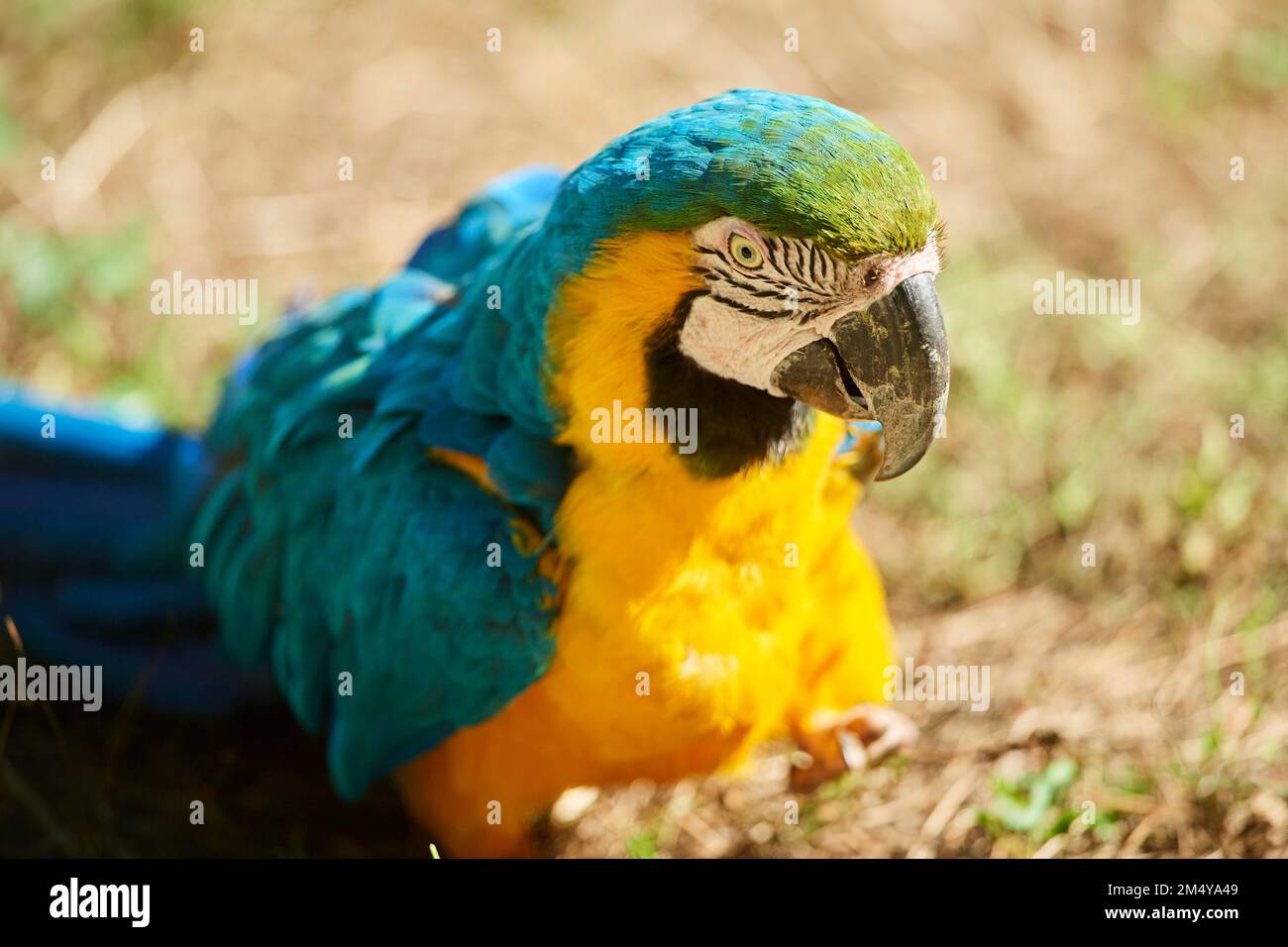 Blue-and-yellow macaw (Ara ararauna) on a meadow, captive, distribution ...