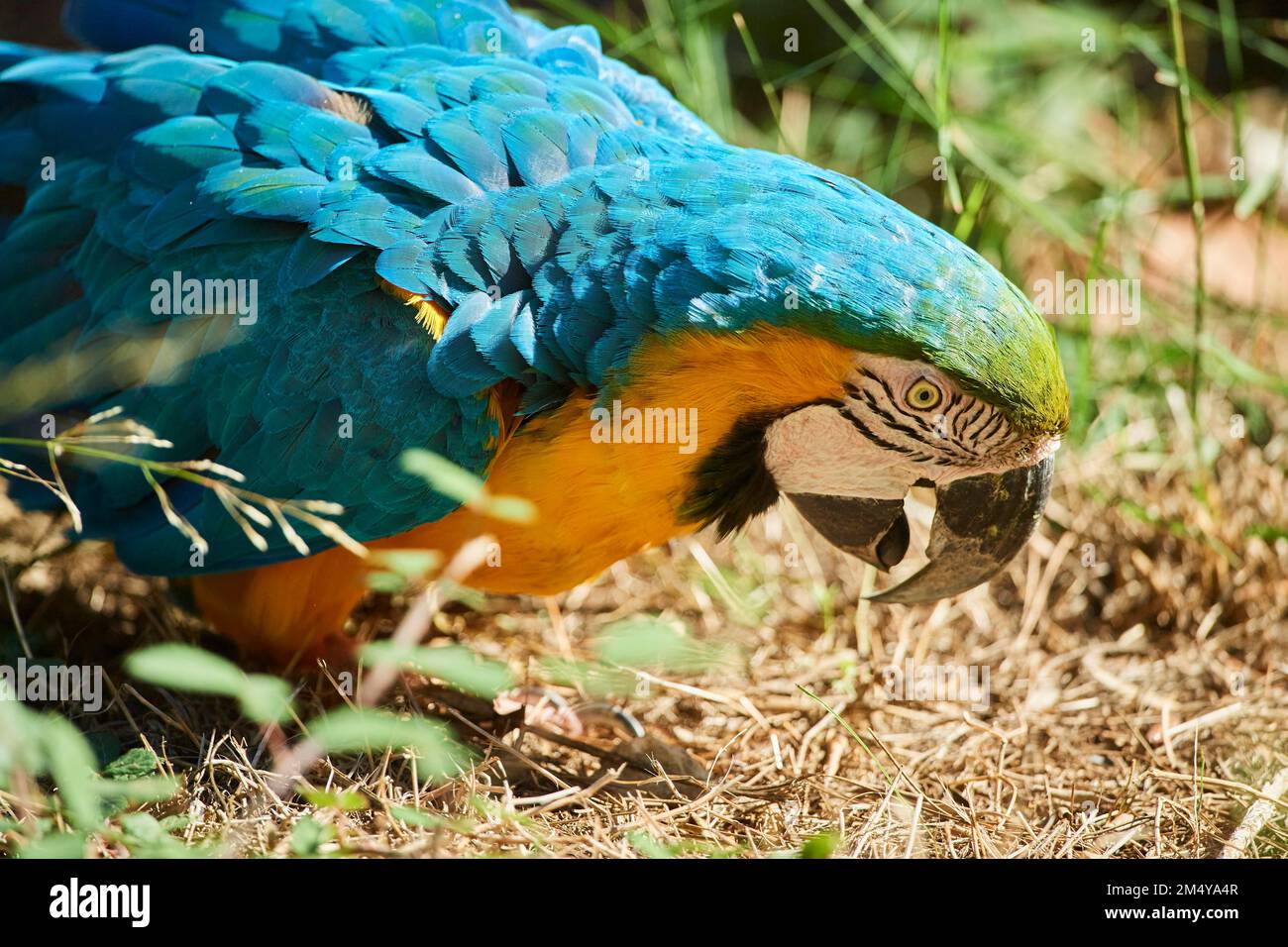 Blue-and-yellow macaw (Ara ararauna) on a meadow, captive, distribution ...
