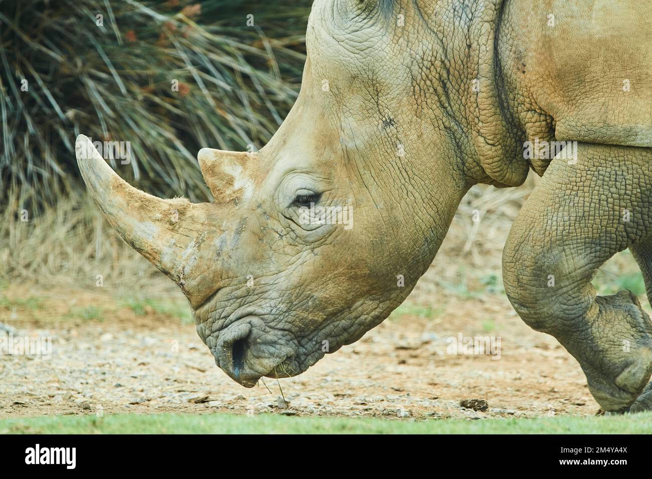 Square-lipped rhinoceros (Ceratotherium simum), portrait, captive ...