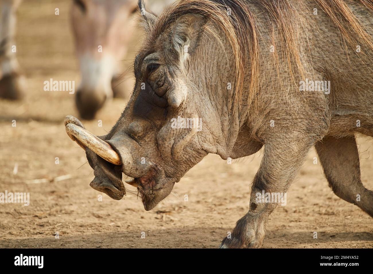 Portrait of a Common warthog (Phacochoerus africanus), walking in the ...