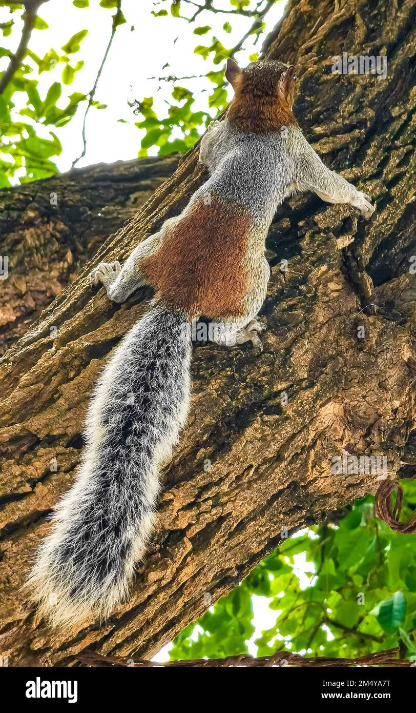 Grey squirrel climbing tree in Zicatela Puerto Escondido Oaxaca Mexico ...