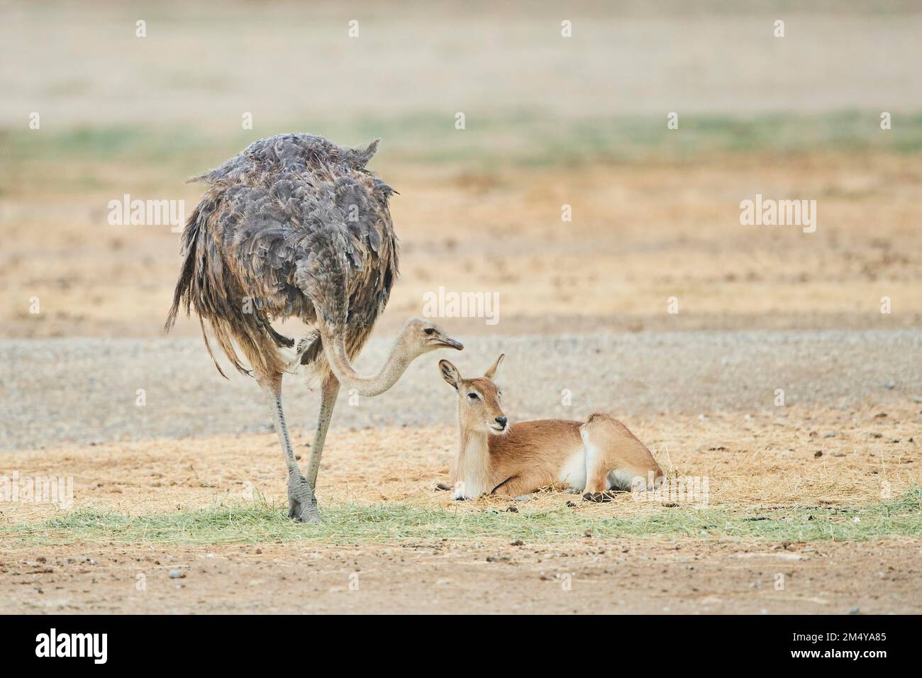 Female Common ostrich (Struthio camelus) in the dessert, captive ...
