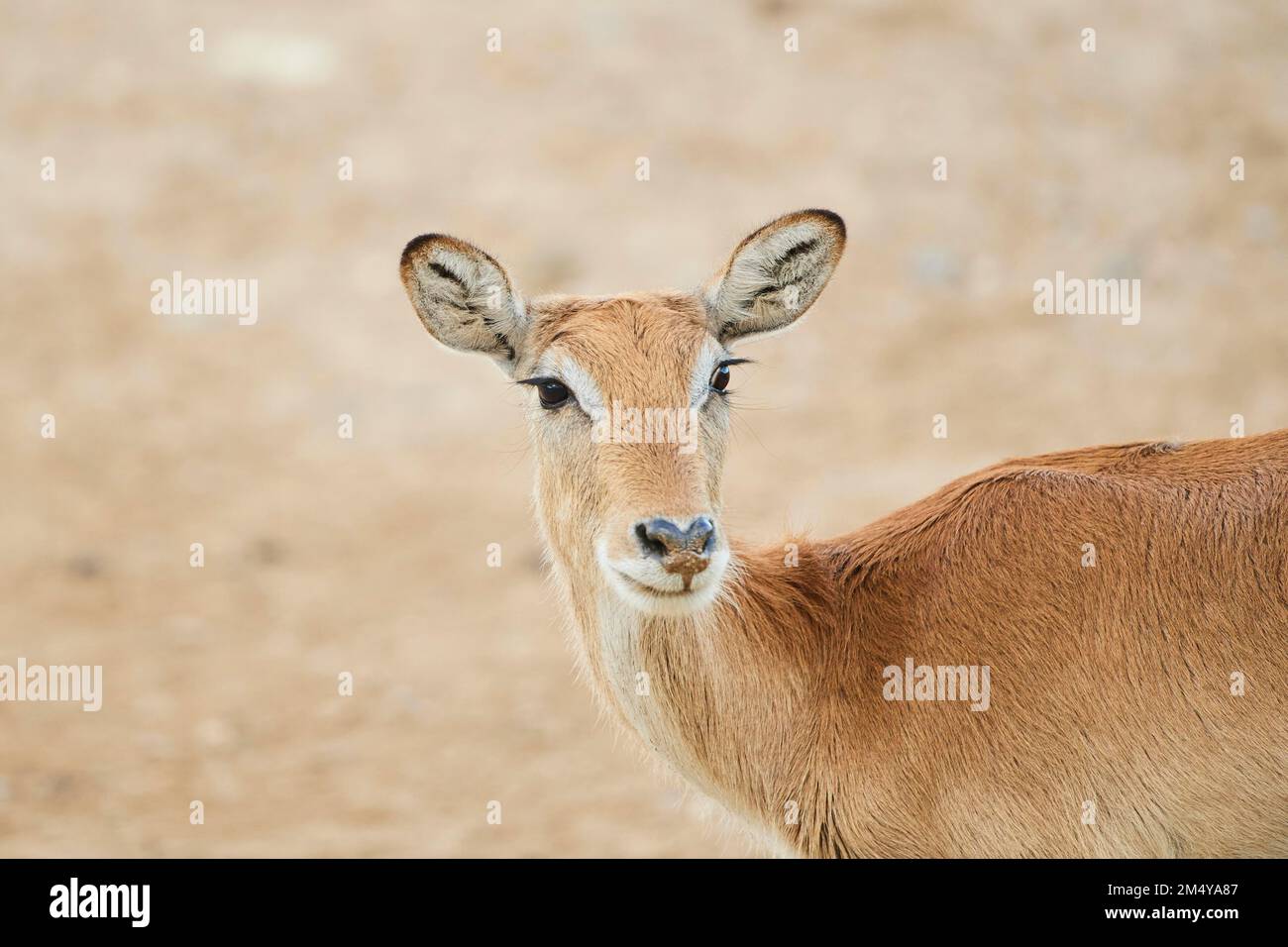 Rooibok (Aepyceros melampus) in the dessert, captive, distribution ...