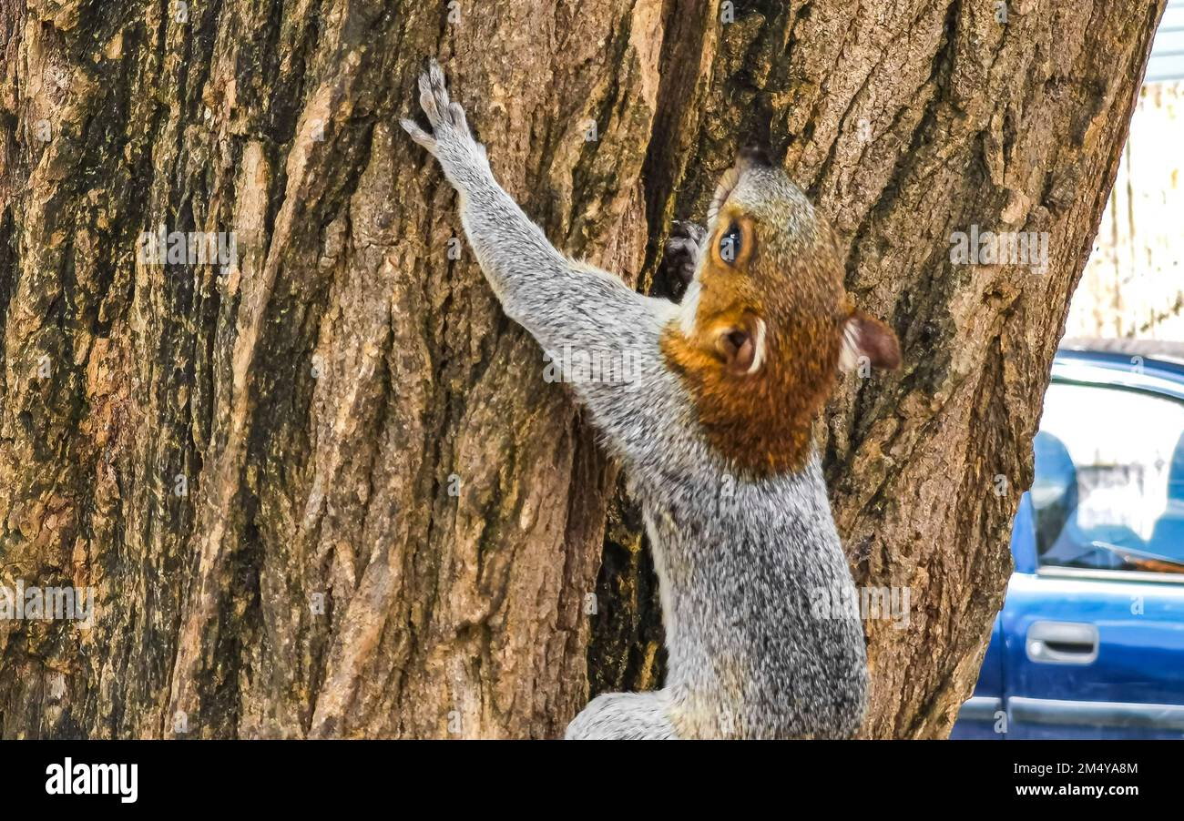 Grey squirrel climbing tree in Zicatela Puerto Escondido Oaxaca Mexico ...