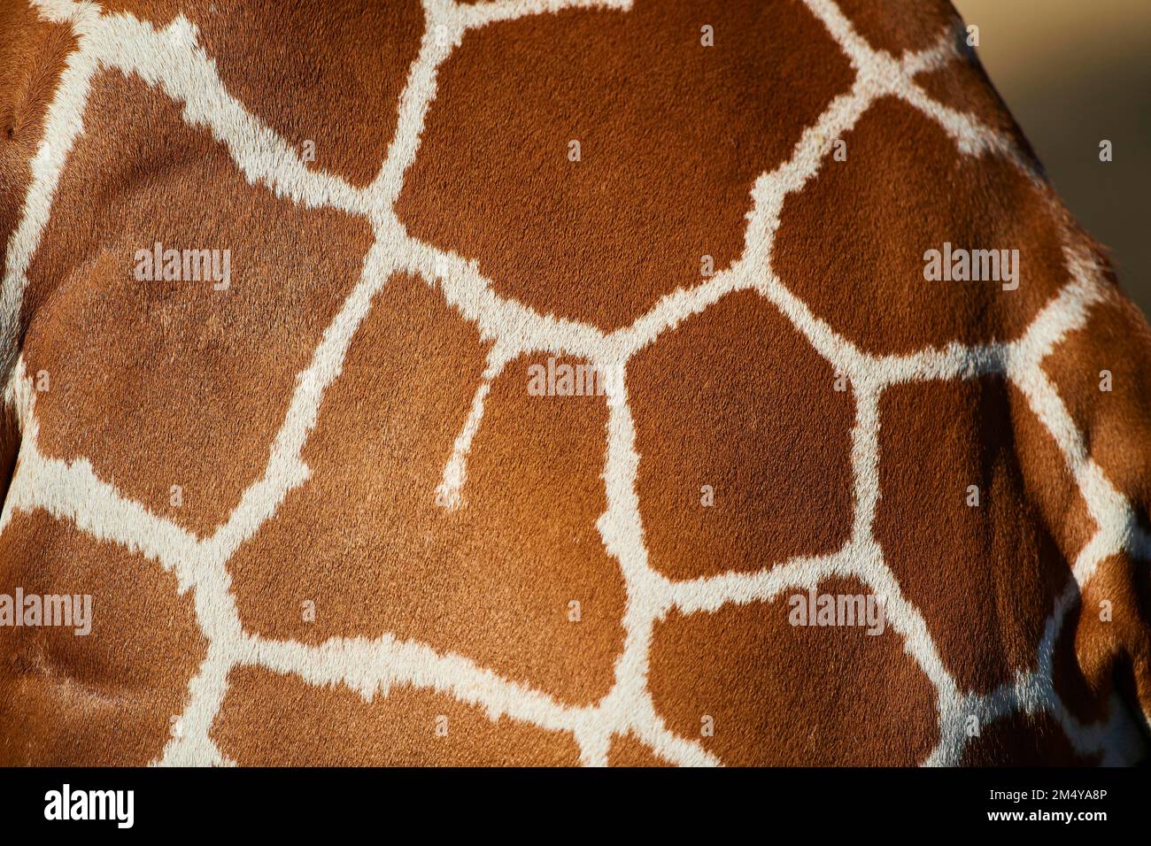 Close-up of the animal fur of a Reticulated giraffe (Giraffa ...