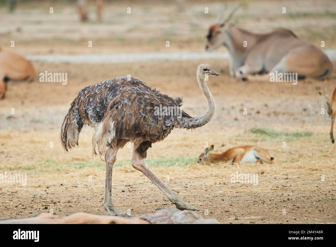 Female Common ostrich (Struthio camelus) in the dessert, captive ...