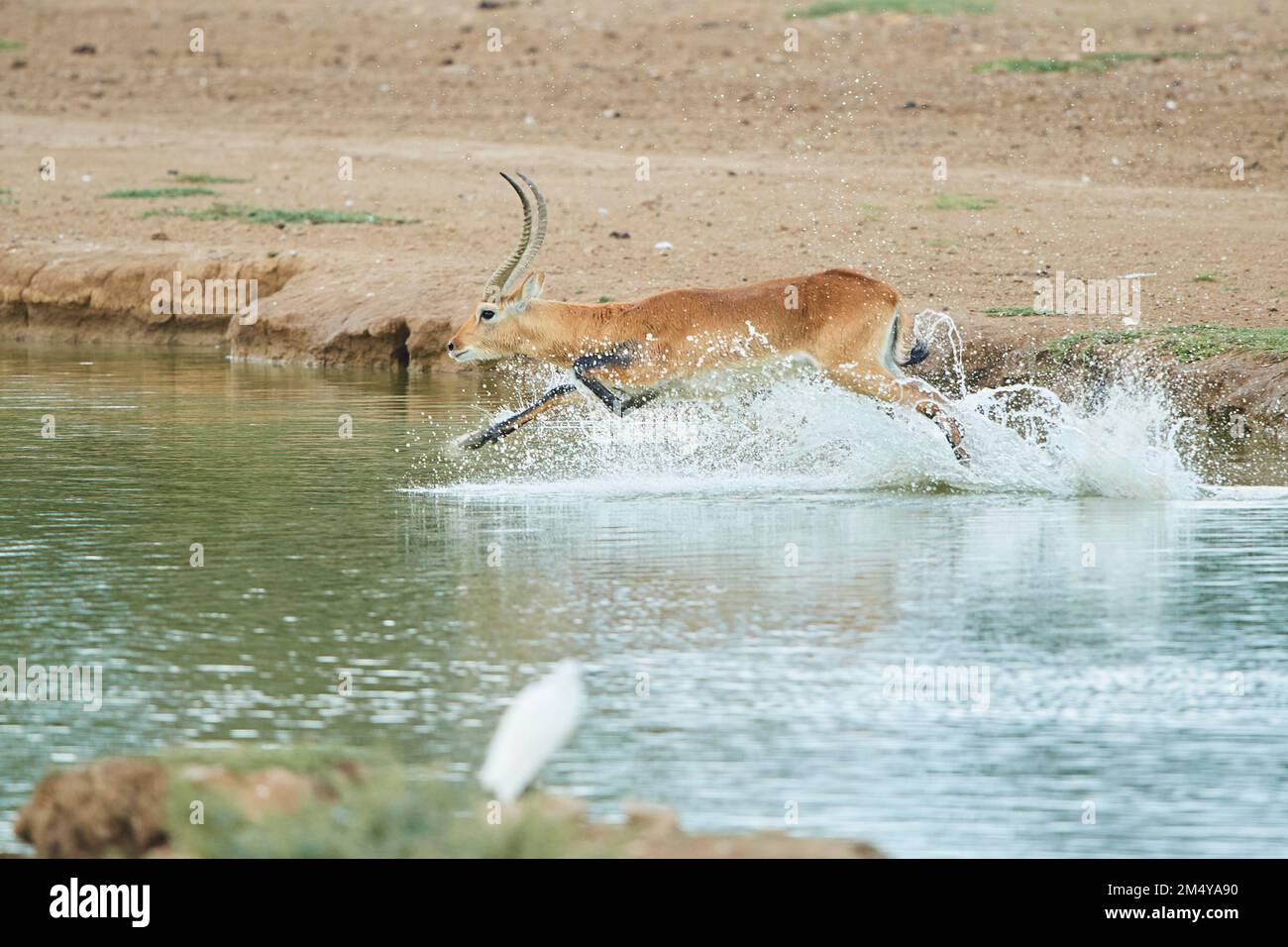 Southern lechwe (Kobus leche) running through a stream, captive ...