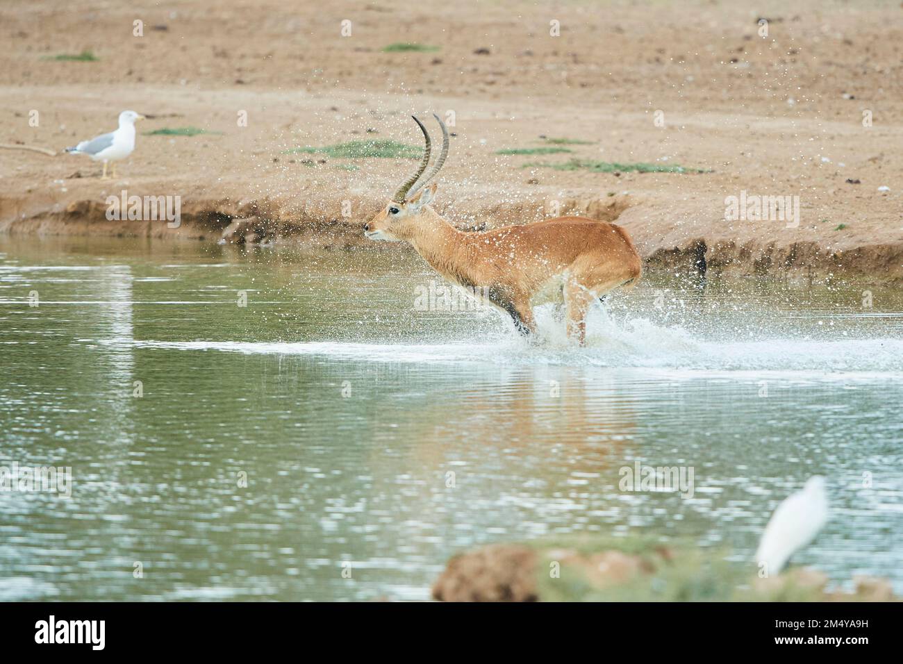 Southern lechwe (Kobus leche) running through a stream, captive ...