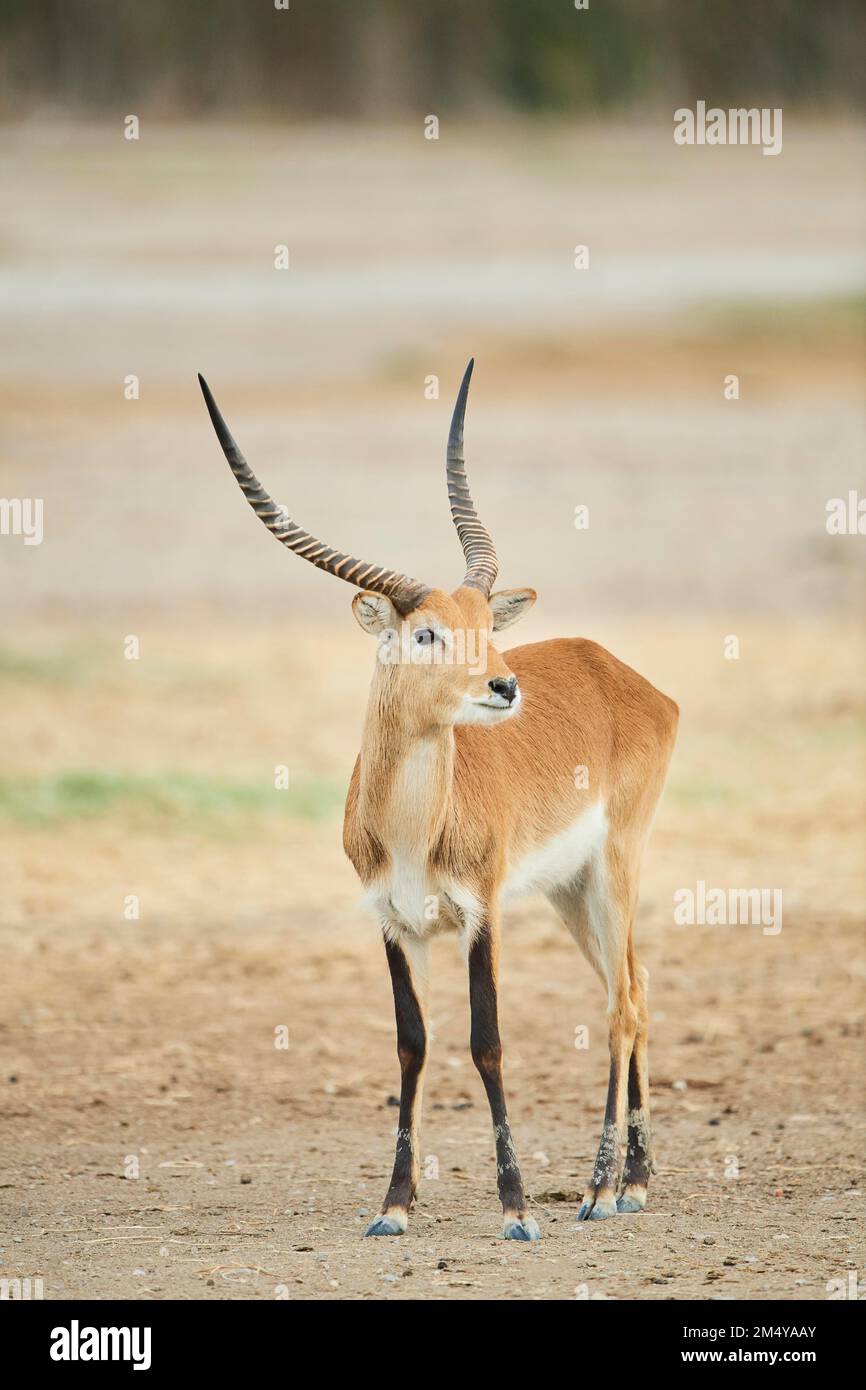 Southern lechwe (Kobus leche) in the dessert, captive, distribution ...