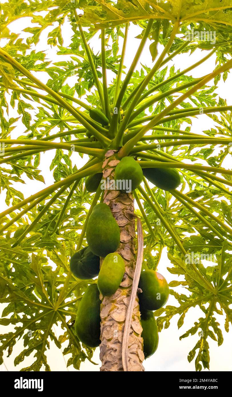 Beautiful papaya tree in tropical nature in Zicatela Puerto Escondido ...