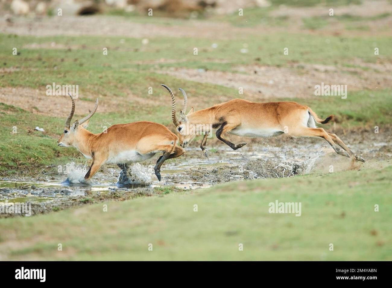 Southern lechwe (Kobus leche) running in the dessert, captive ...