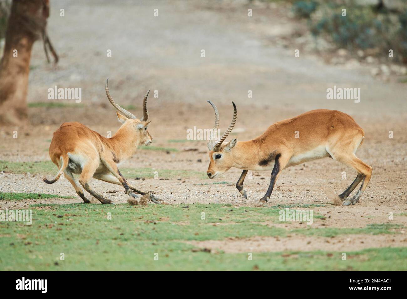 Southern lechwe (Kobus leche) running in the dessert, captive ...