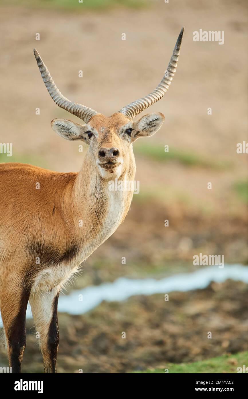 Southern lechwe (Kobus leche) in the dessert, captive, distribution ...