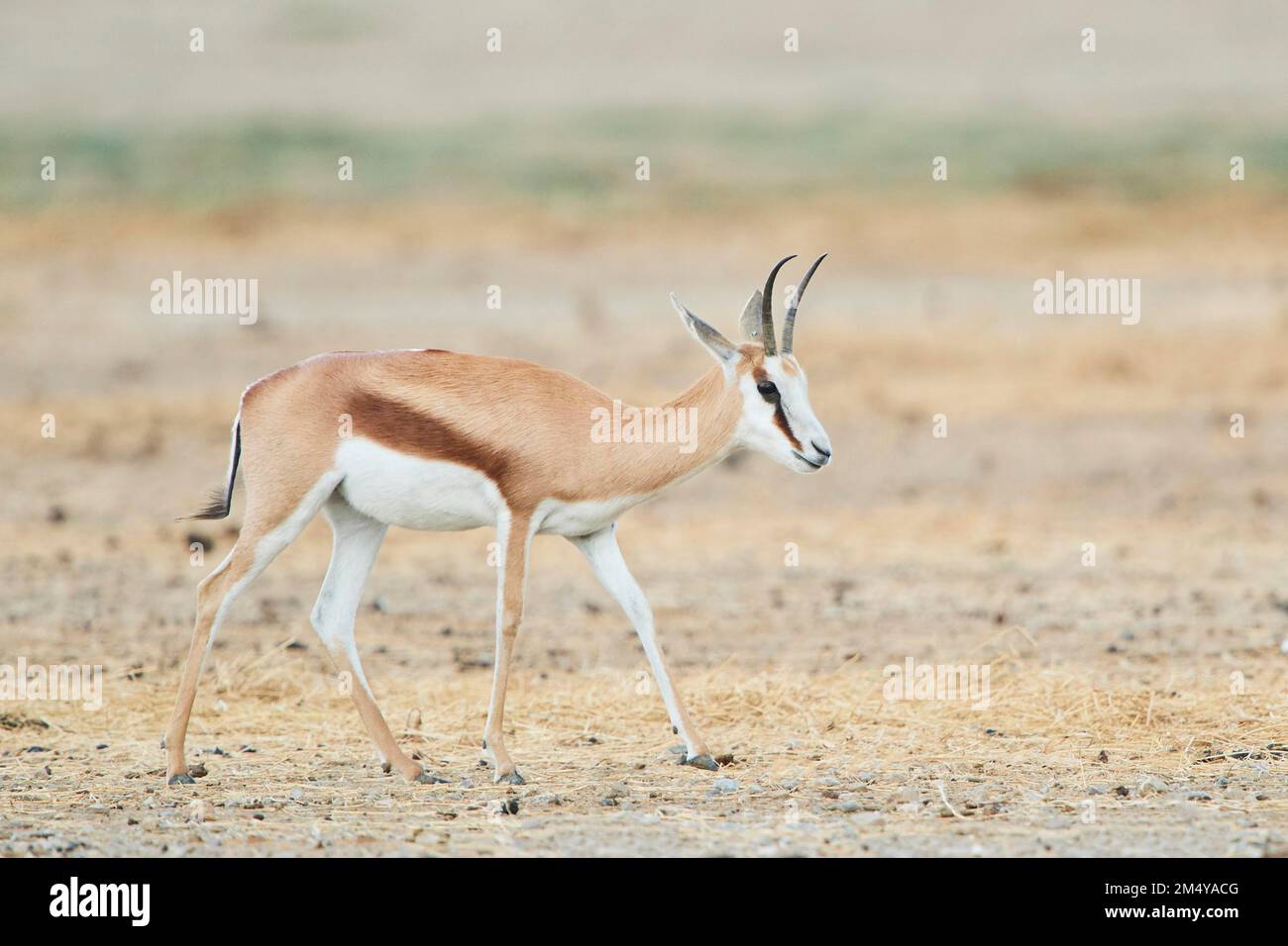 Springbok (Antidorcas marsupialis) standing in the dessert, captive ...