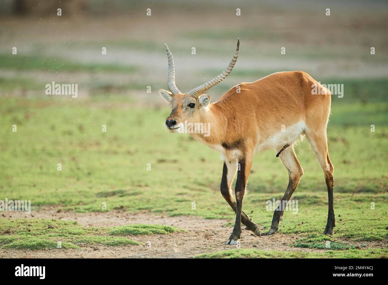 Southern lechwe (Kobus leche) in the dessert, captive, distribution ...