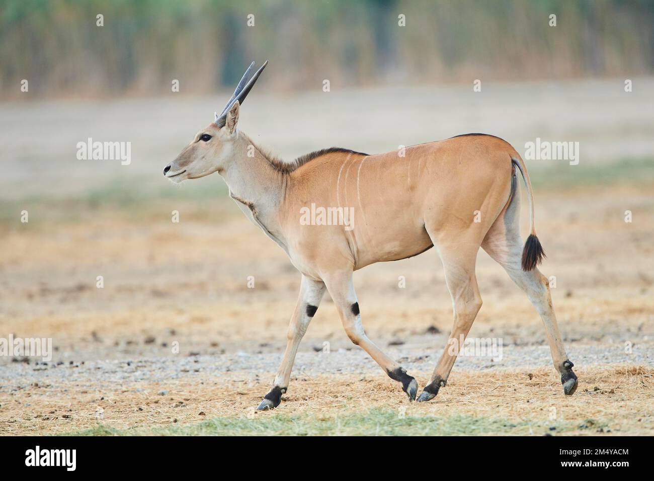 Eland animal hi-res stock photography and images - Alamy
