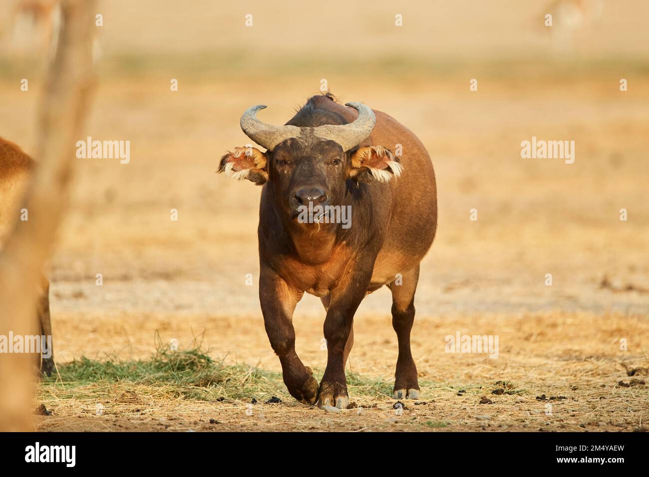 Captive african cattle hi-res stock photography and images - Alamy