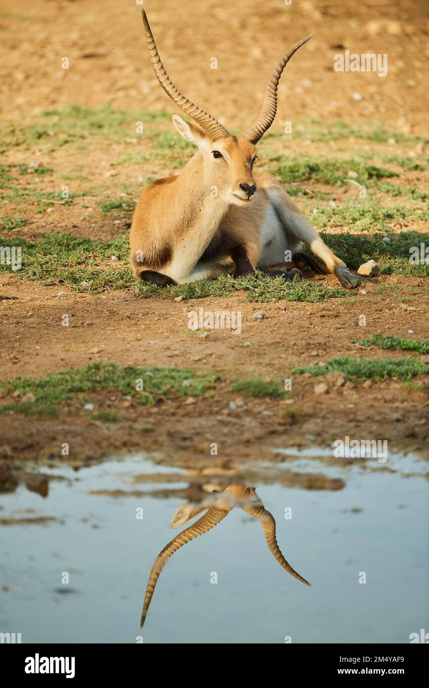 Southern lechwe (Kobus leche) next to a water pond in the dessert ...