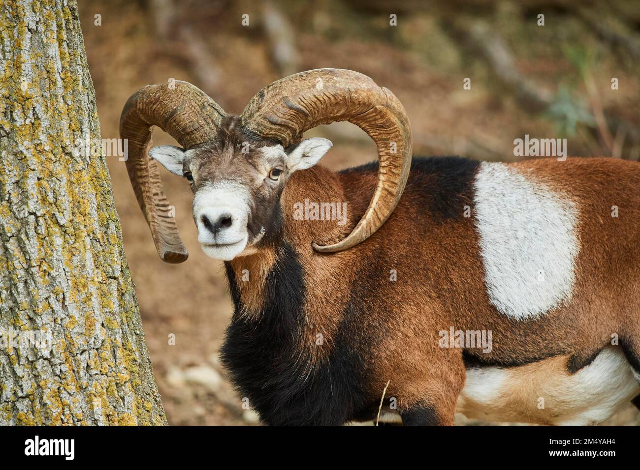 Male Mouflon (Ovis gmelini), portrait, France Stock Photo - Alamy