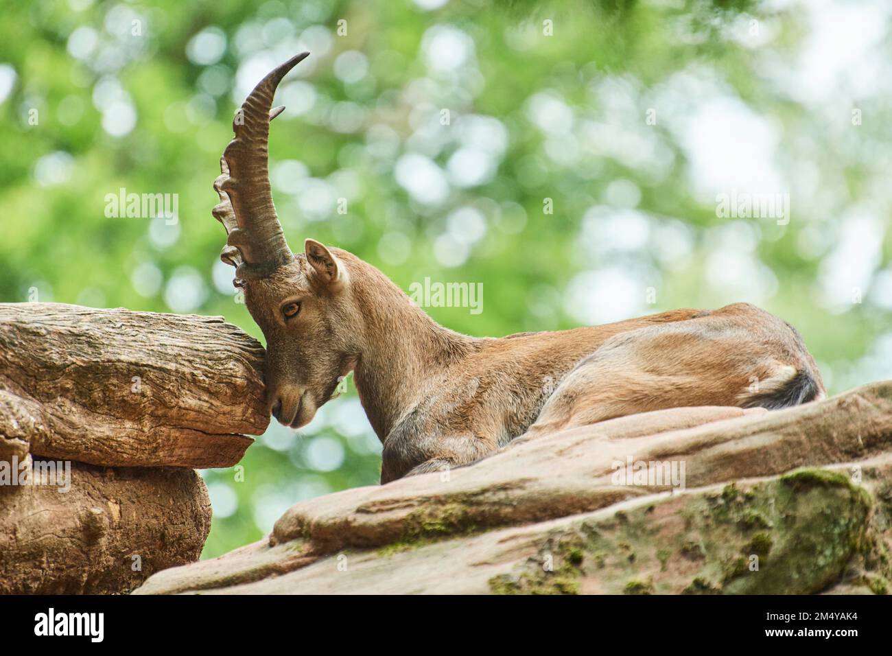Ibex lying on rock hi-res stock photography and images - Alamy