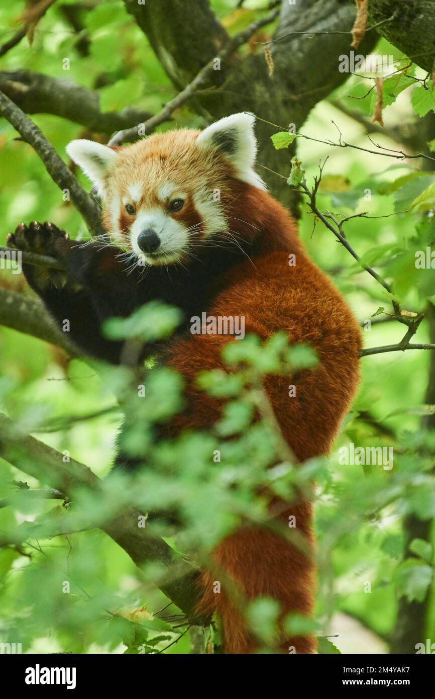 Red panda (Ailurus fulgens) in a tree, captive, distribution Himalaya ...