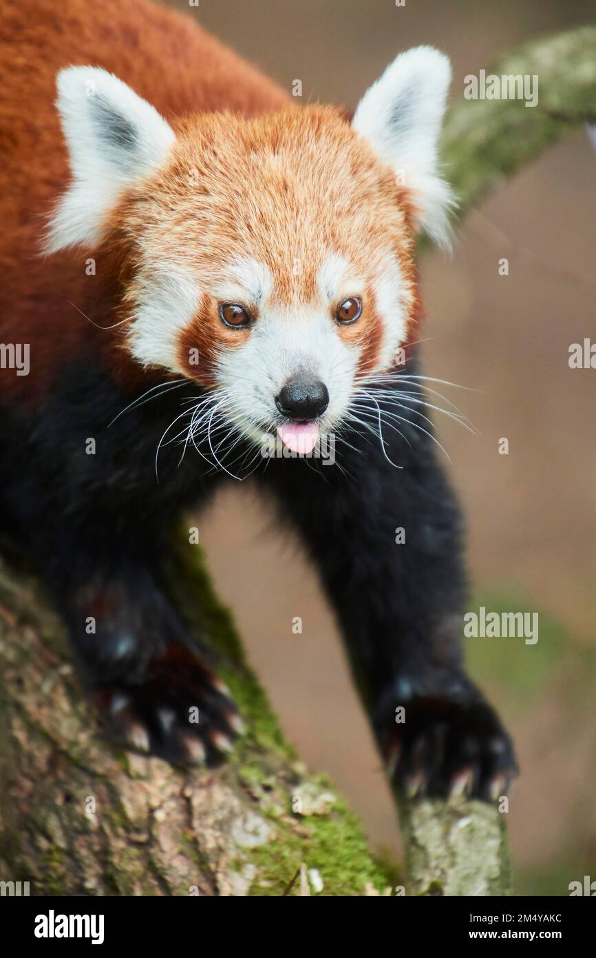 Red panda (Ailurus fulgens) in a tree, captive, distribution Himalaya ...
