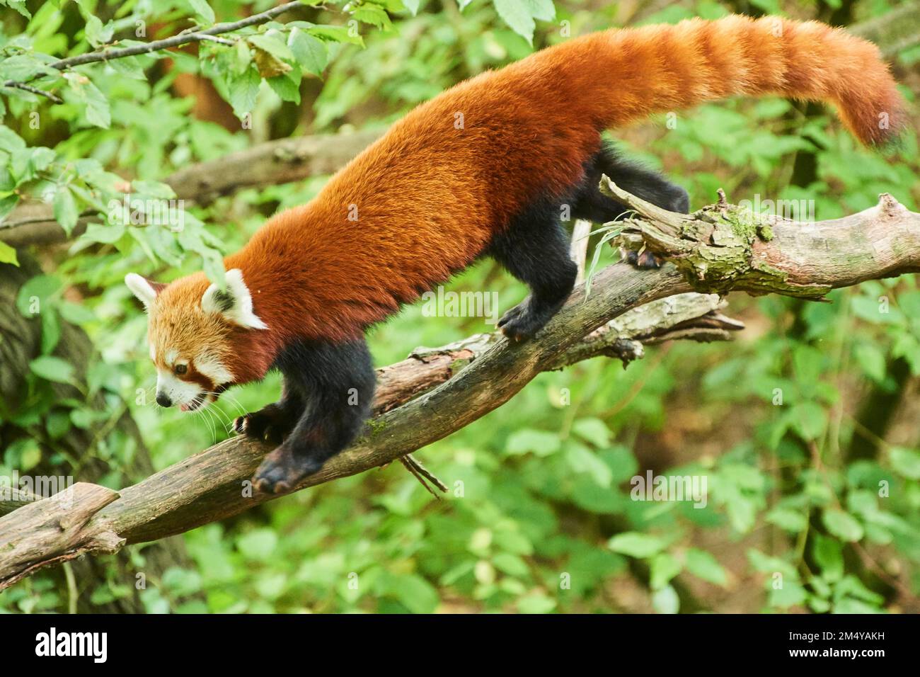 Red panda (Ailurus fulgens) in a tree, captive, distribution Himalaya ...