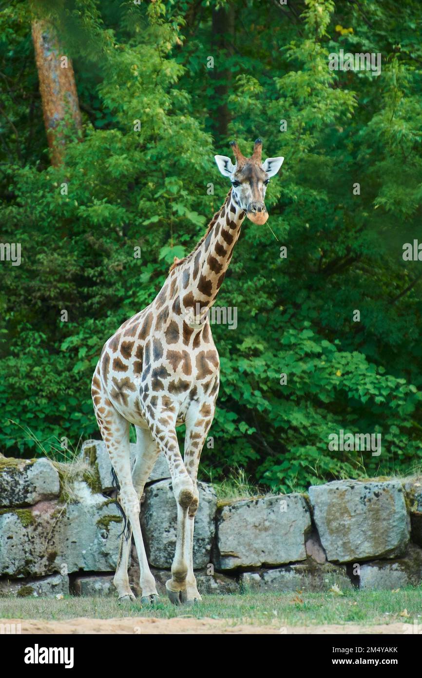 Reticulated giraffe (Giraffa camelopardalis reticulata) in a zoo ...