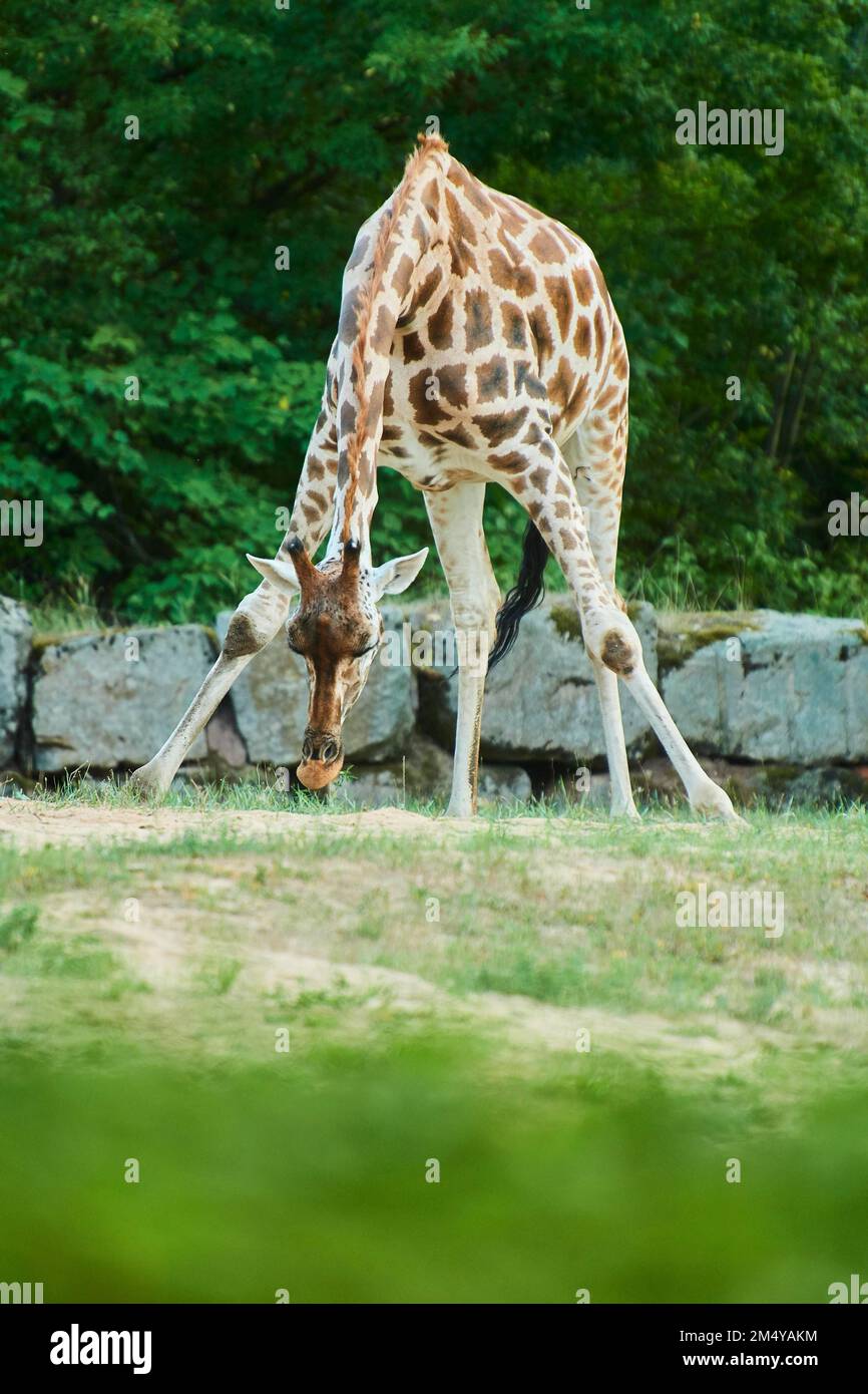 Reticulated giraffe (Giraffa camelopardalis reticulata) in a zoo ...