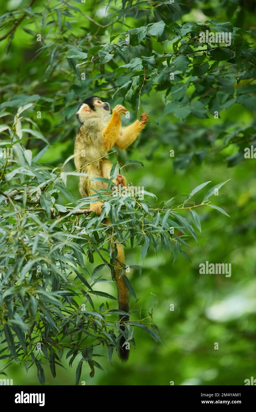 Monkey distribution hi-res stock photography and images - Alamy