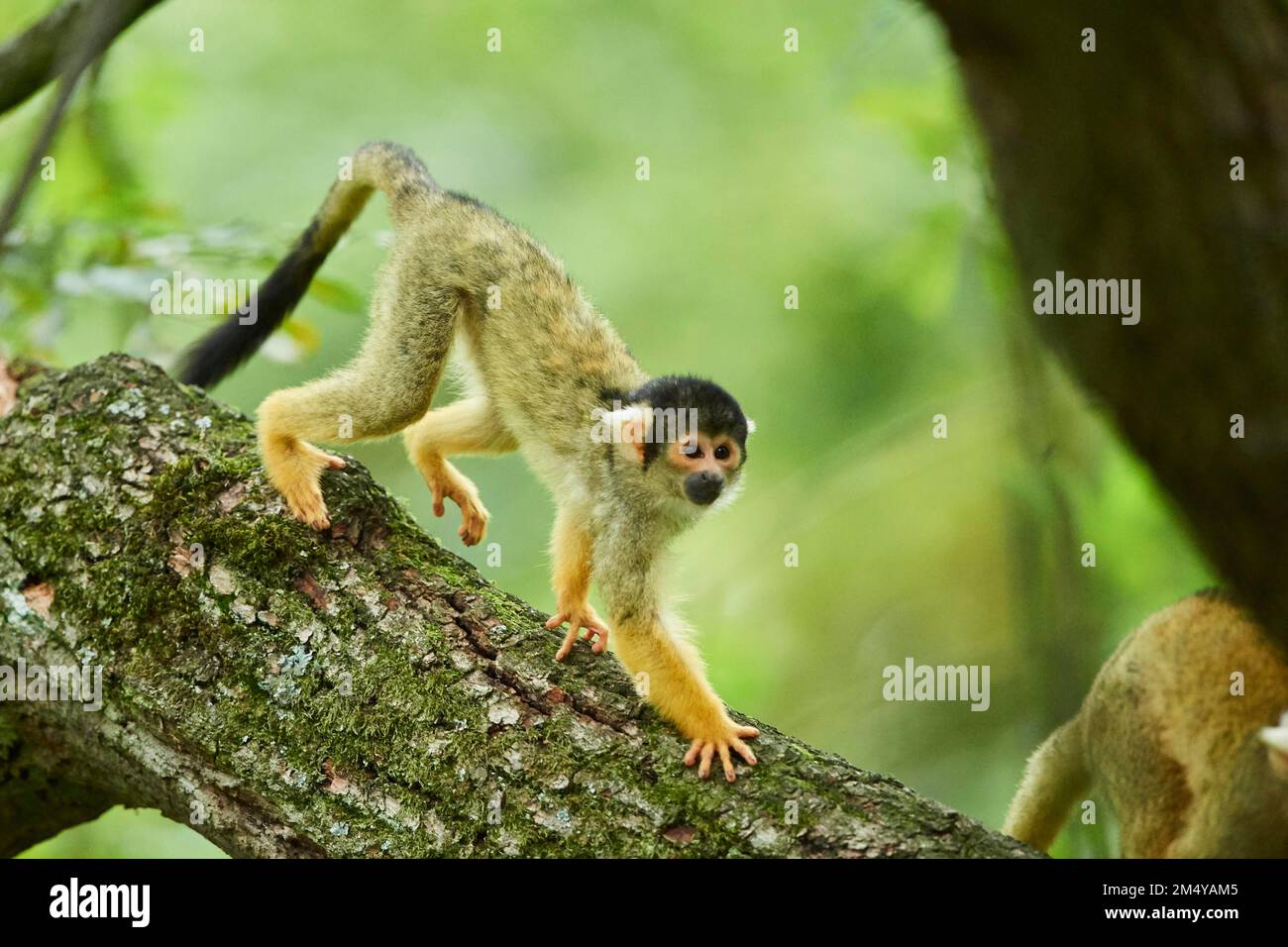Common squirrel monkey (Saimiri sciureus) in a tree, captive ...