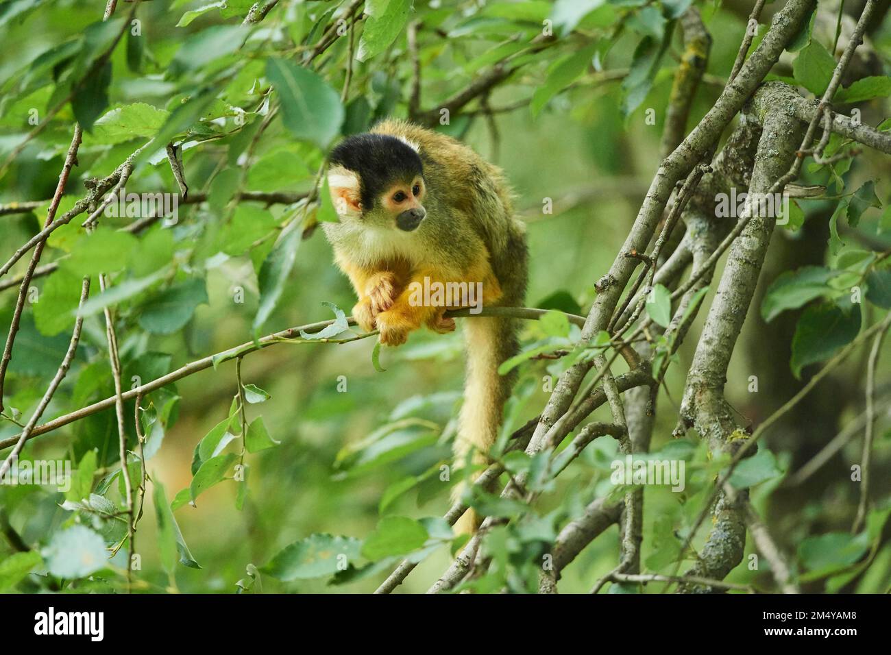 Common squirrel monkey (Saimiri sciureus) in a tree, captive ...