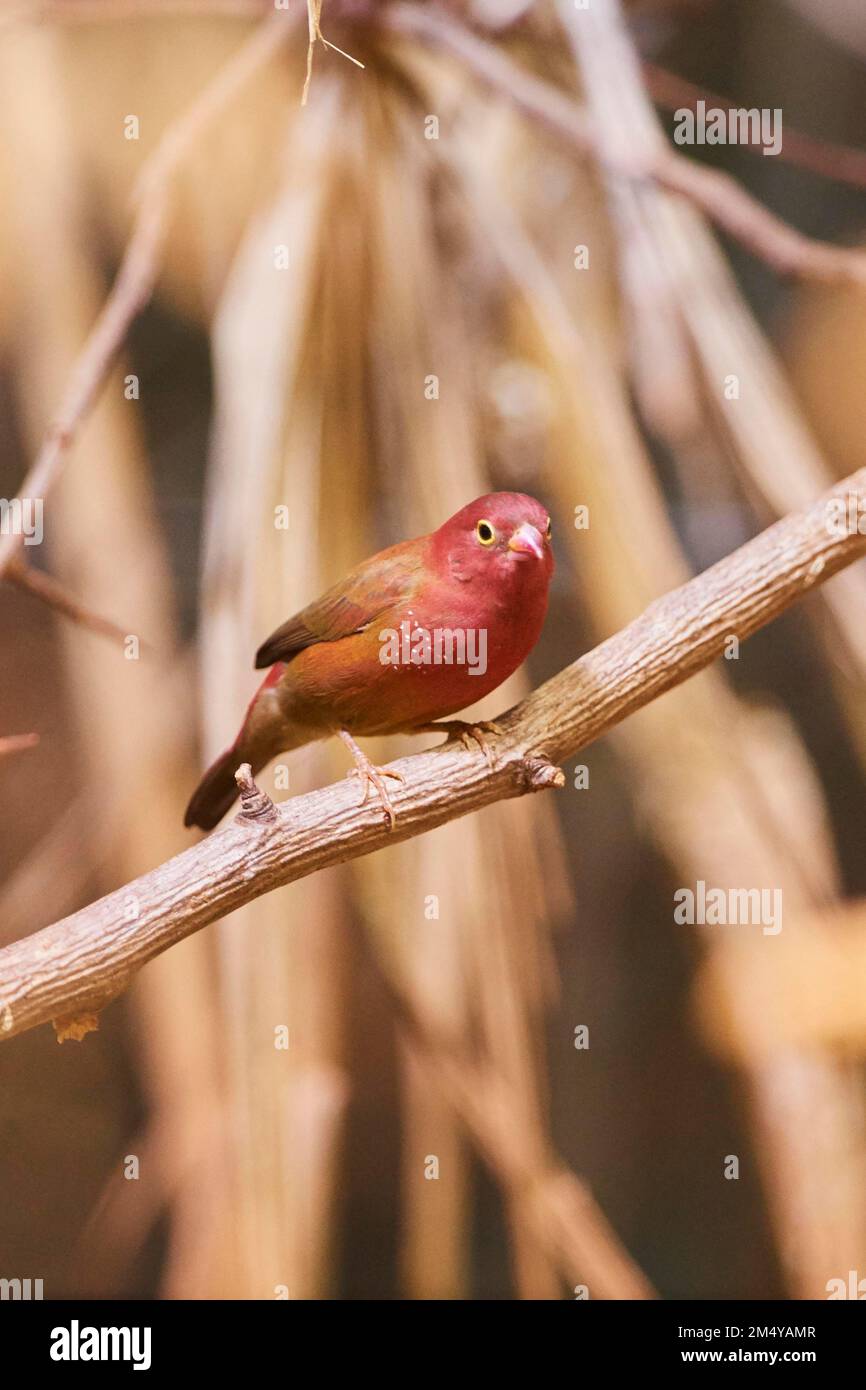 Senegal firefinch (Lagonosticta senegala) sitting on a branch, Bavaria ...