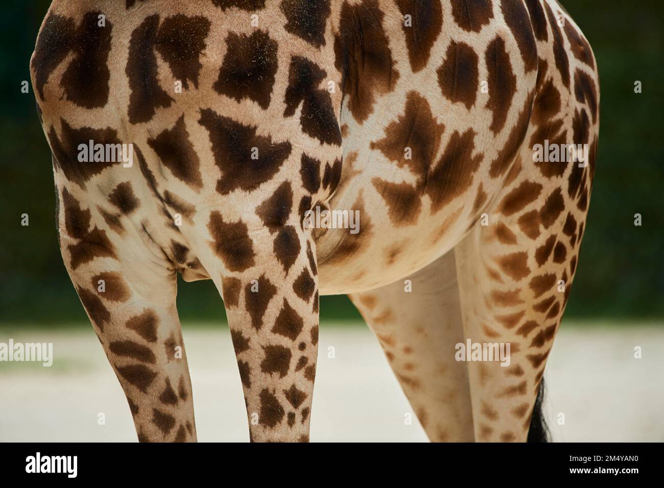 Giraffe feet hi-res stock photography and images - Alamy
