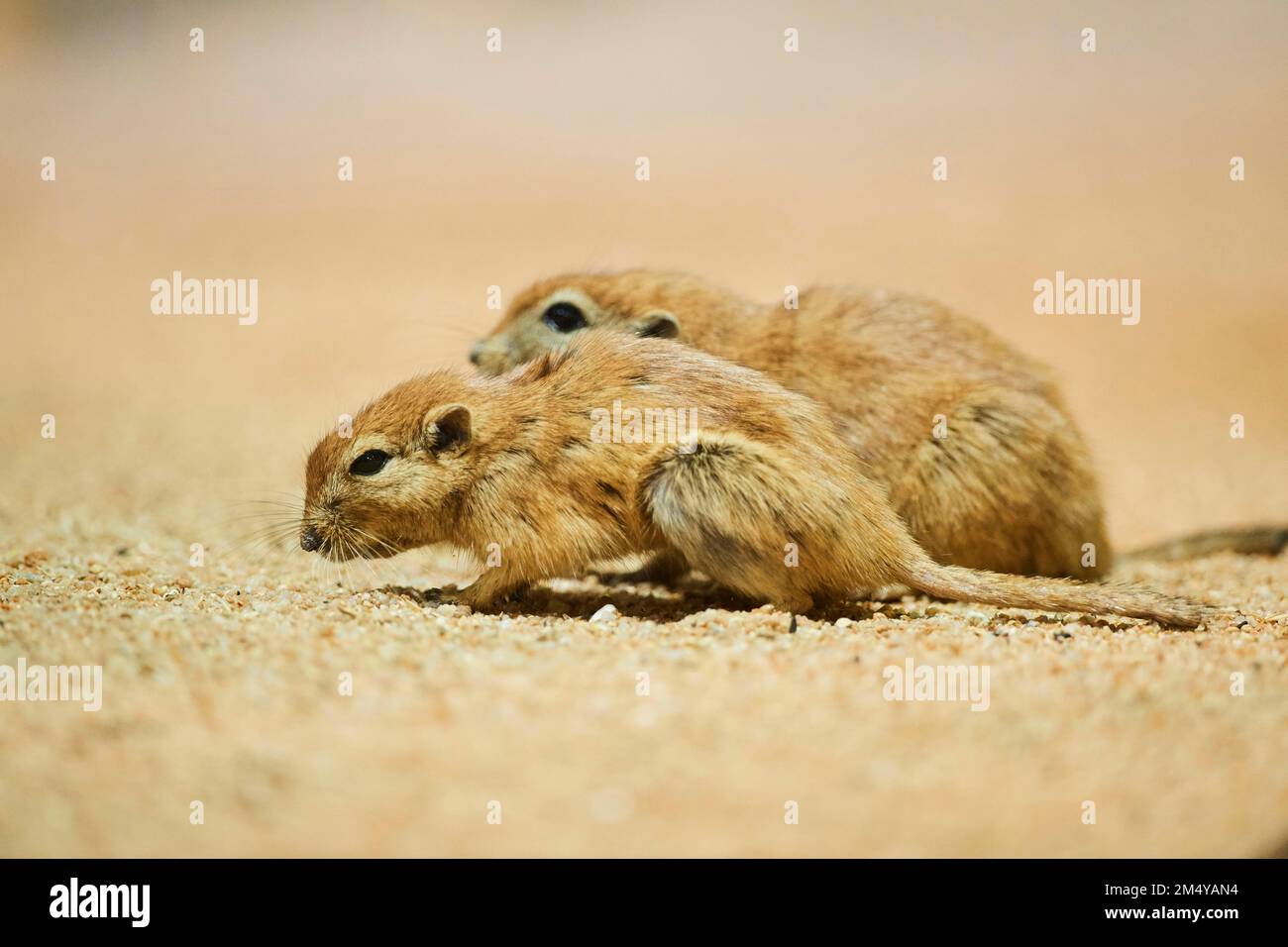 Sand rat hi-res stock photography and images - Alamy