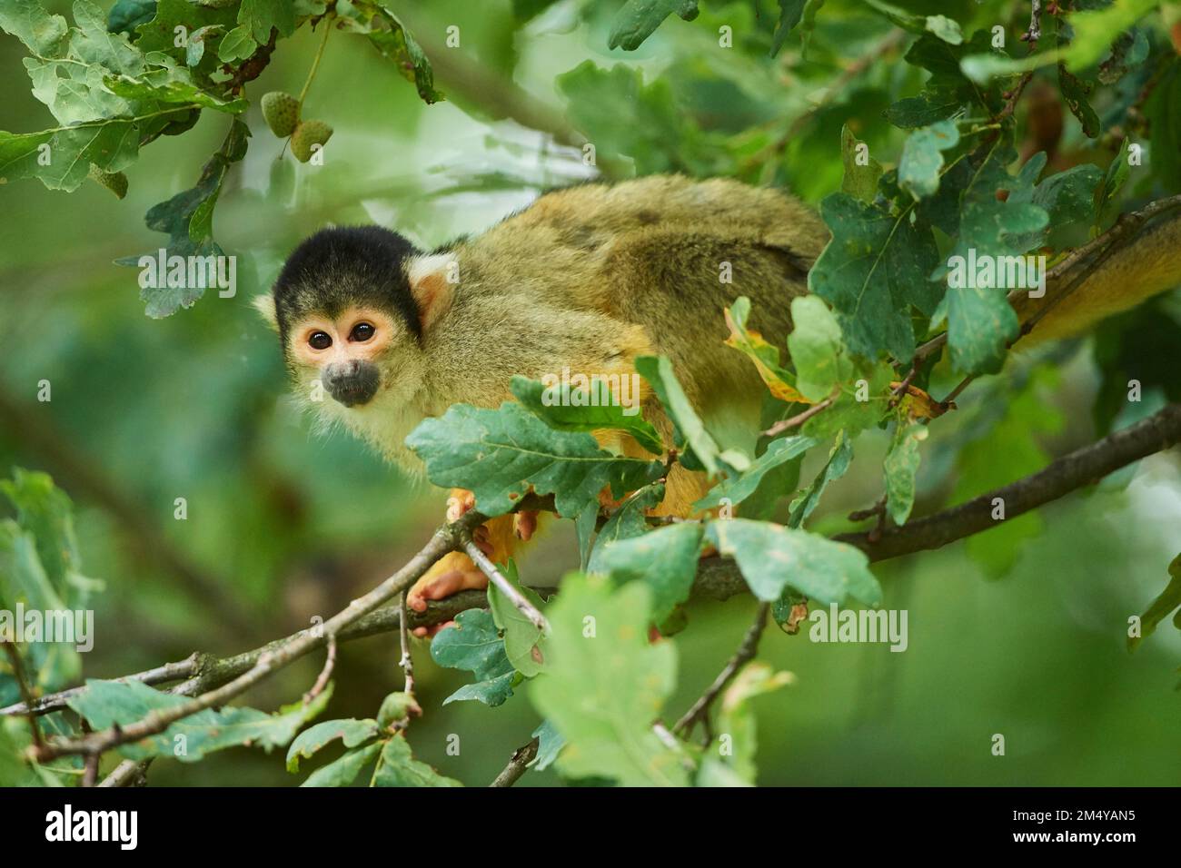 Monkey distribution hi-res stock photography and images - Alamy