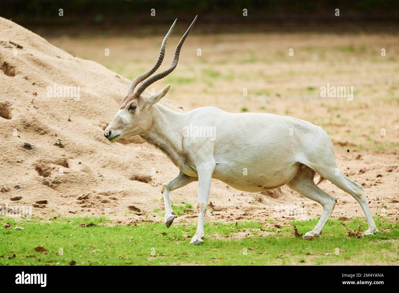 Addax (Addax nasomaculatus), running, Bavaria, Germany Stock Photo - Alamy