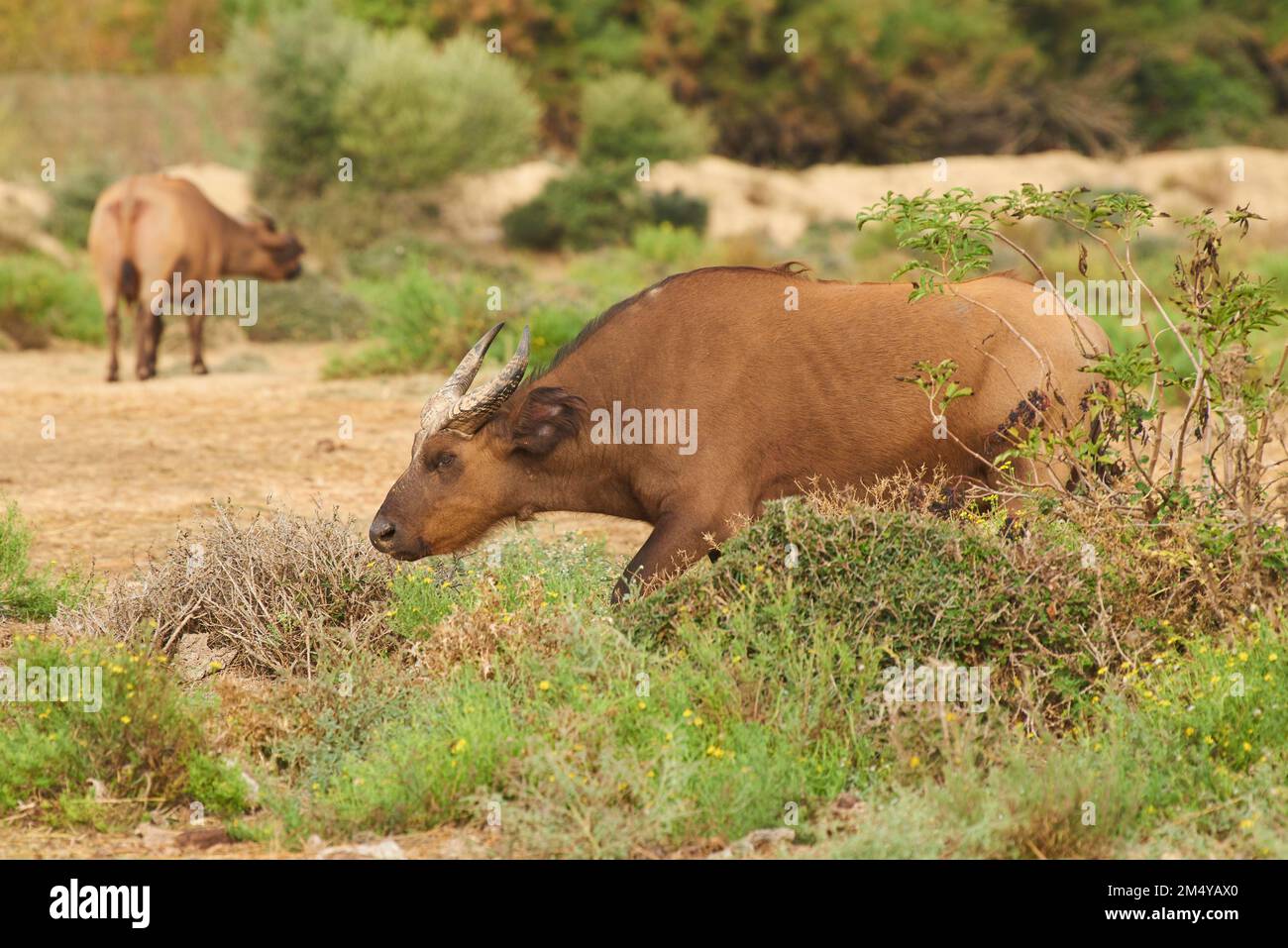 Forest buffalo (Syncerus caffer nanus) in the dessert, captive, distribution Africa Stock Photo ...