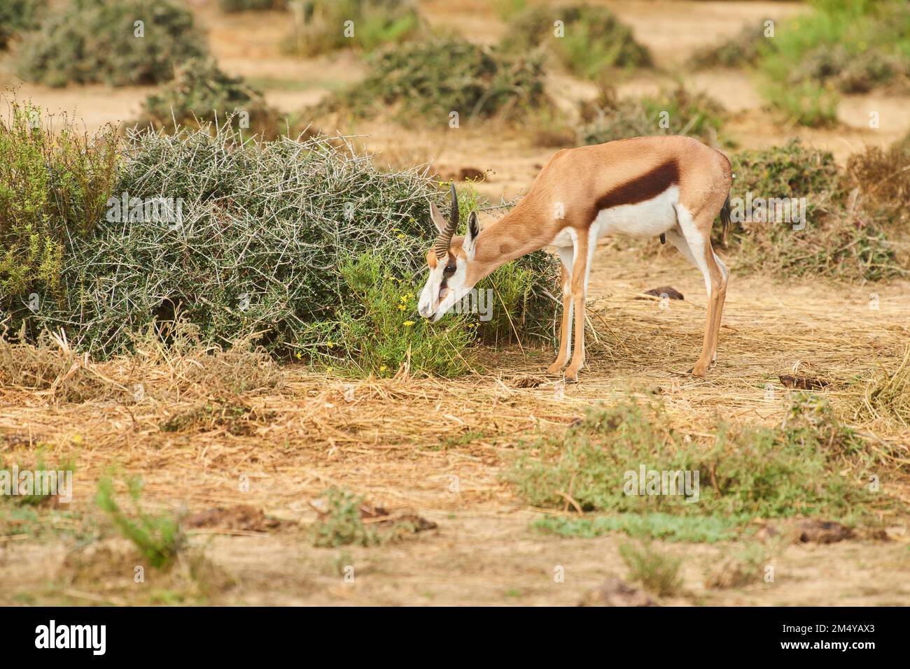 Springbok (Antidorcas marsupialis) standing in the dessert, captive ...