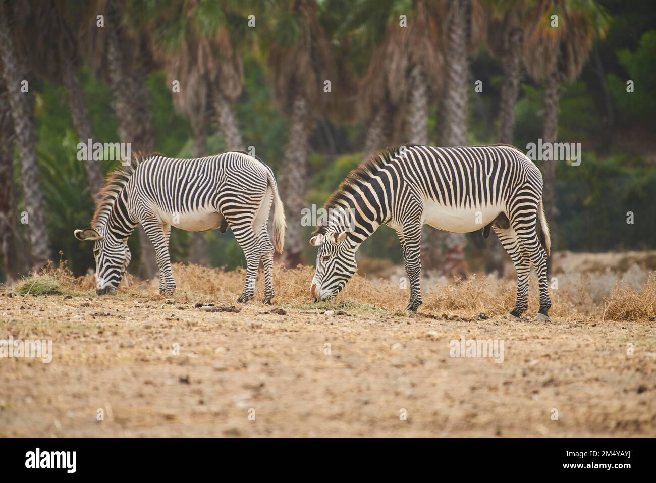 Plains zebra (Equus quagga) standing in the dessert, captive ...